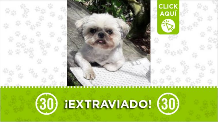 "Copito" se perdió en la vereda La Unión