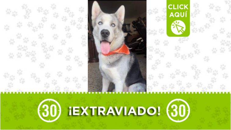 “Yaco” se perdió en Bello