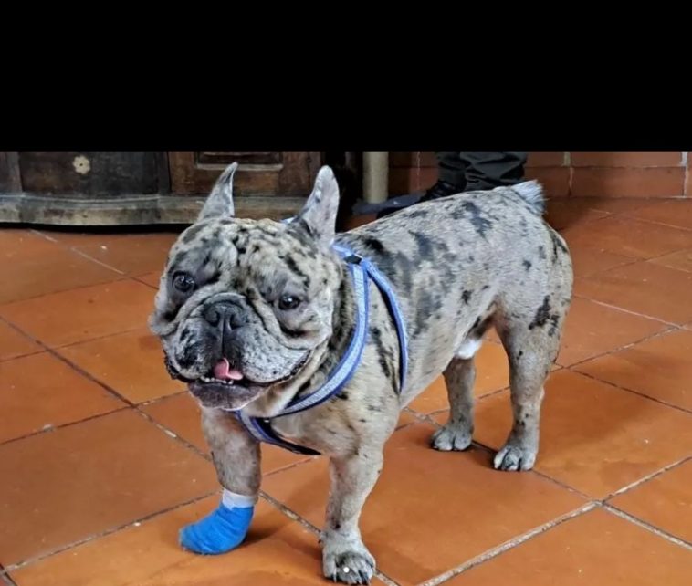 Autoridades actuaron de una, ya le quitaron el perrito al salvaje que ...