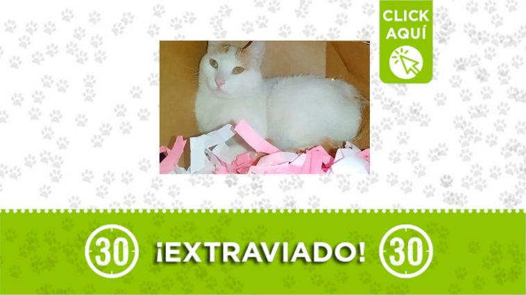 ‘Copito’ se perdió por la Estación Acevedo - Minuto30