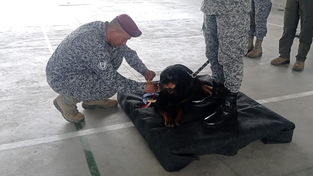 [Fotos] ¡Gracias 'Indiana'! Esta tierna perrita sirvió toda su vida a ...
