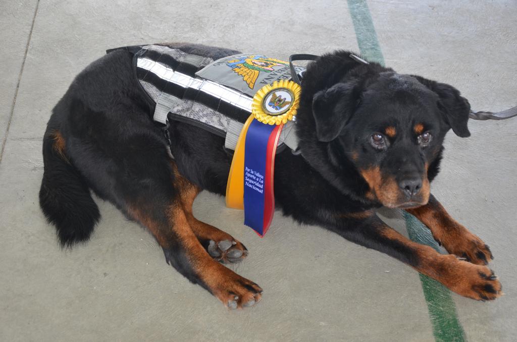 [Fotos] ¡Gracias 'Indiana'! Esta tierna perrita sirvió toda su vida a ...