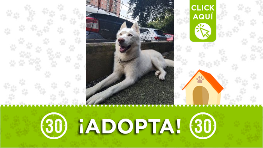 Este lindo perrito busca un hogar