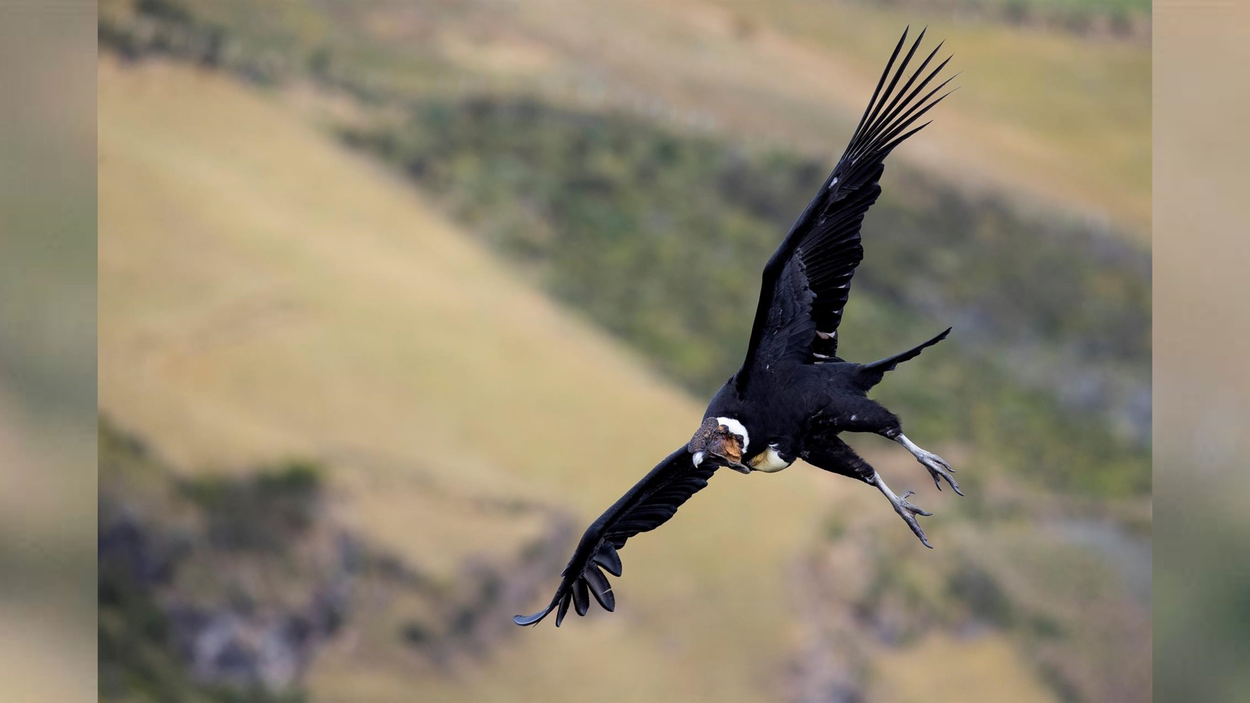 Ecuador albergará el cuarto Congreso Internacional del Cóndor Andino ...
