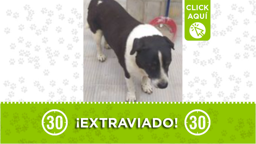 ‘Toby’ se extravió en Robledo Bello Horizonte