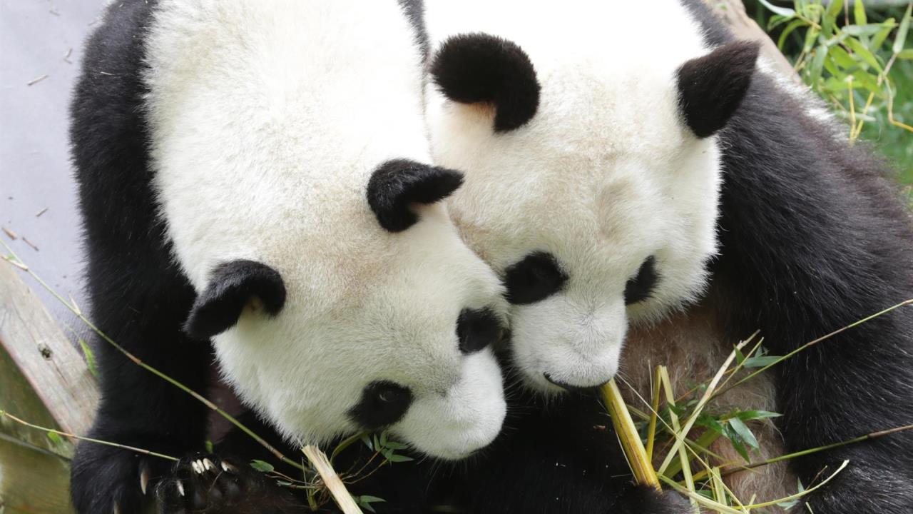 ¡Qué emoción! El aumento de la población de osos panda aleja el ...