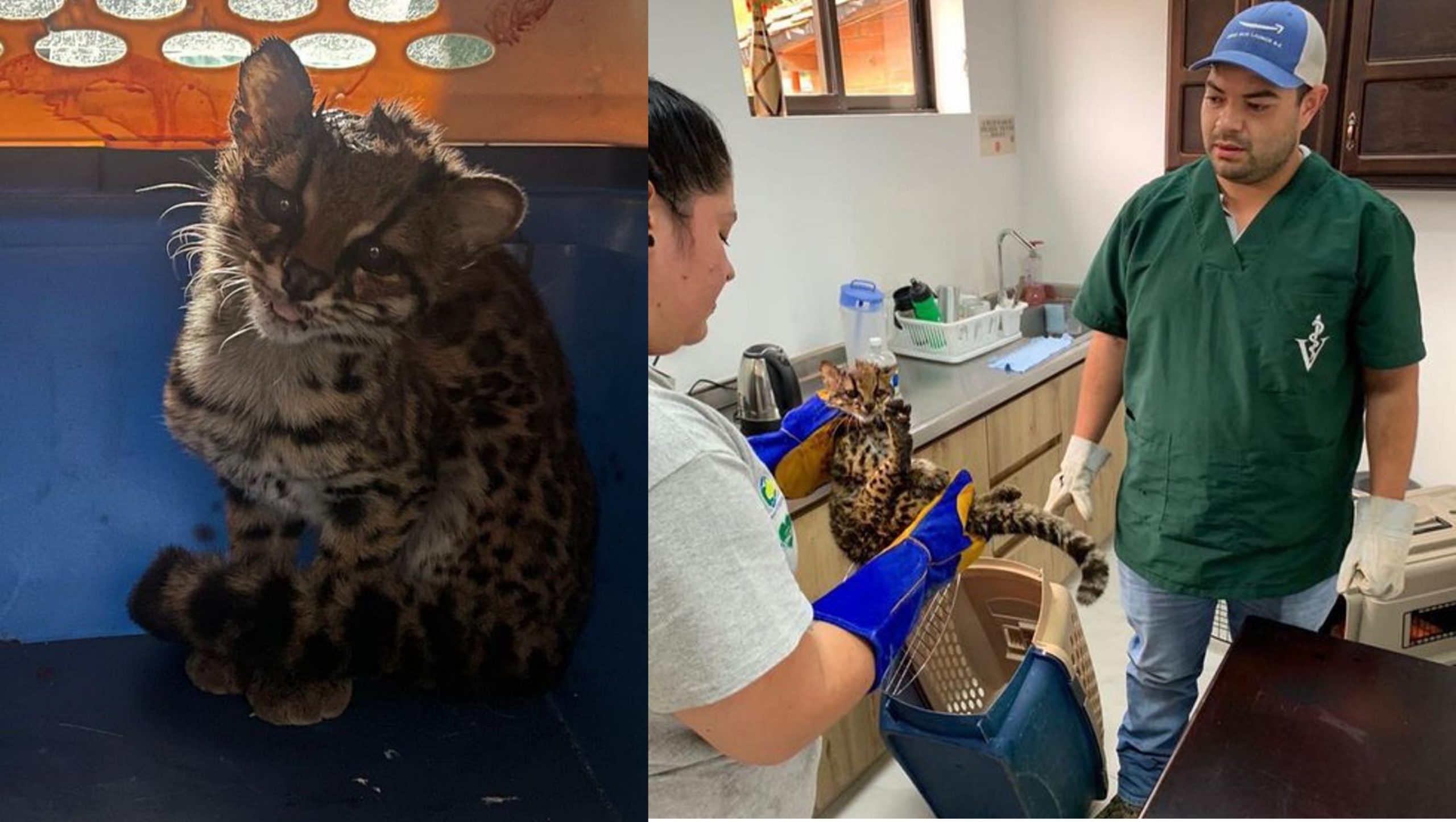 ¡Traumatismo craneoencefálico! Tigrillo bebé atropellado en el suroeste ...