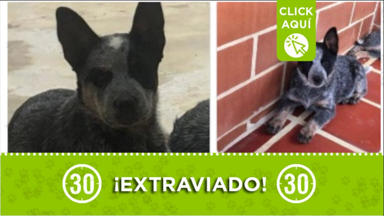 Estos dos perritos se perdieron en San Cristóbal