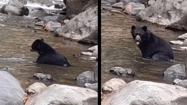 Oso andino bañándose en las aguas de un río en Ecuador