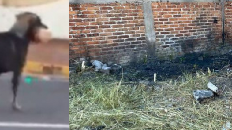 Perro que llevaba pierna humana, llevó a Fiscalía a una fosa