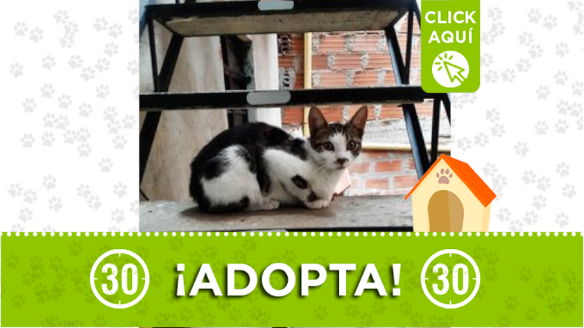 Está tierna gatica busca un hogar | Minuto30