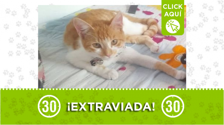 Esta linda gatica se perdió en Belén | Minuto30