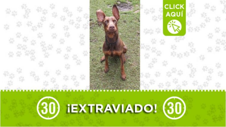 "Draco" se perdió en Santa Elena