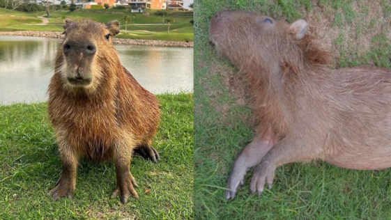 Autoridad ambiental de Bucaramanga que mató al chigüiro ‘Toñito’ no ha ...
