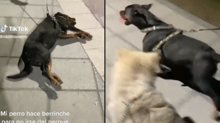 Perro es viral en redes por hacer pataleta como un niño