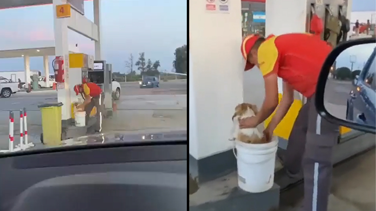 Empleado de gasolinera baña perritos callejeros
