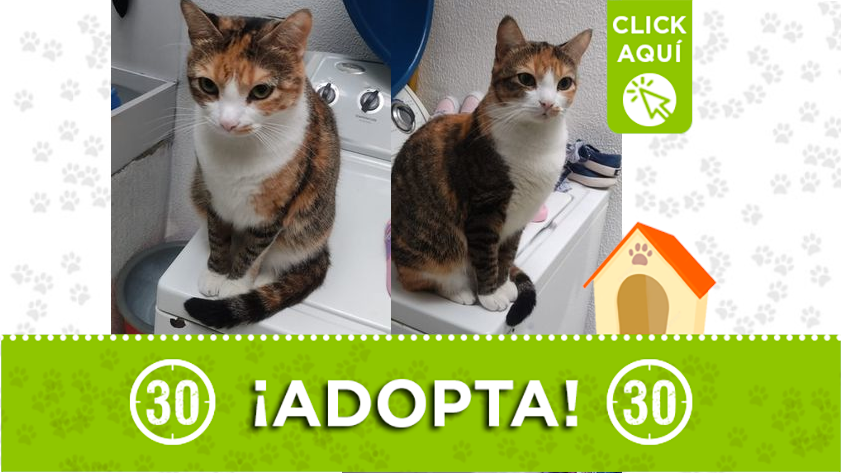 Esta hermosa gatica busca un hogar