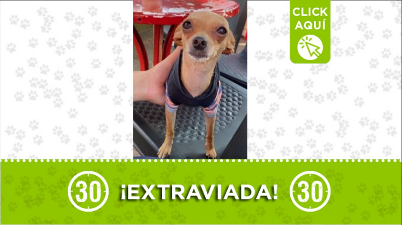 "Mini" se perdió en el barrio Enciso