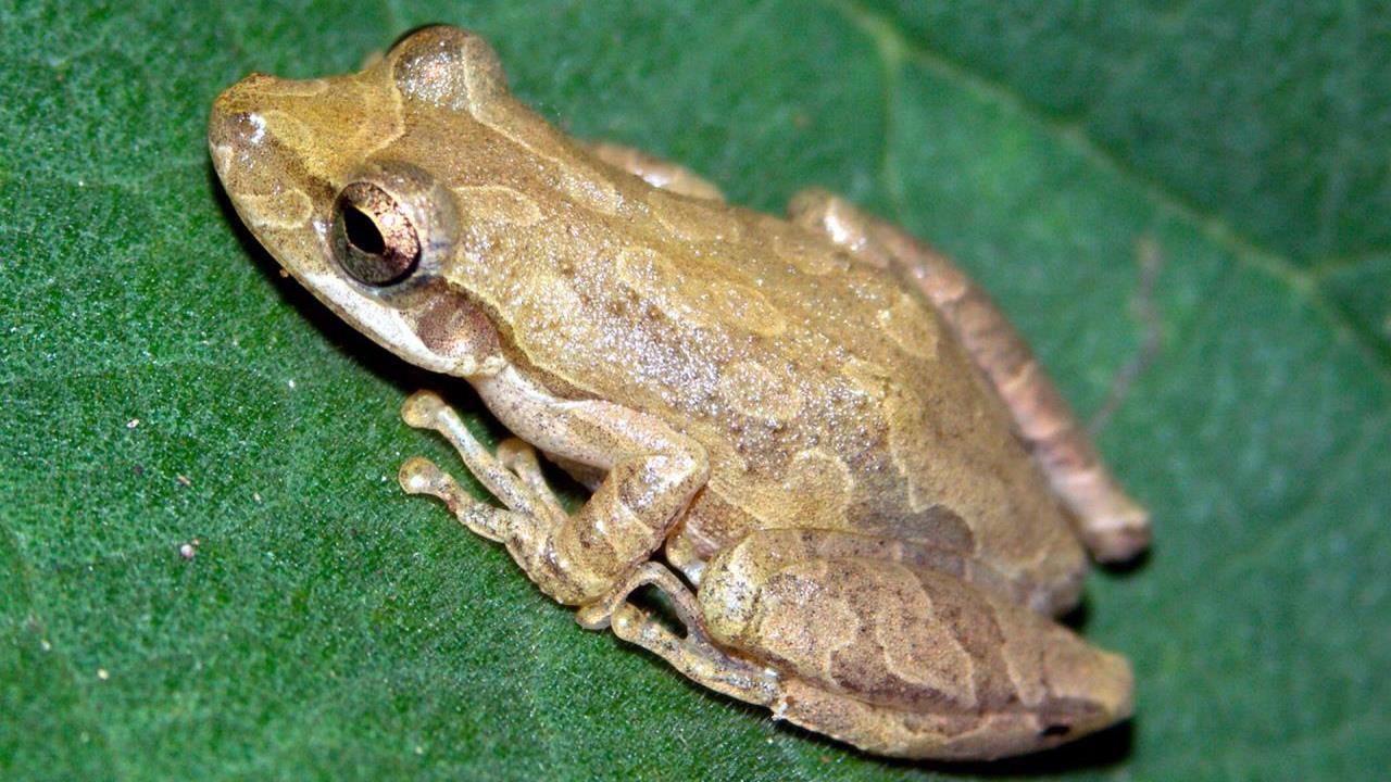 FOTOS: ¿Cómo llegó a Galápagos? El "inmenso" enigma de la diminuta ...