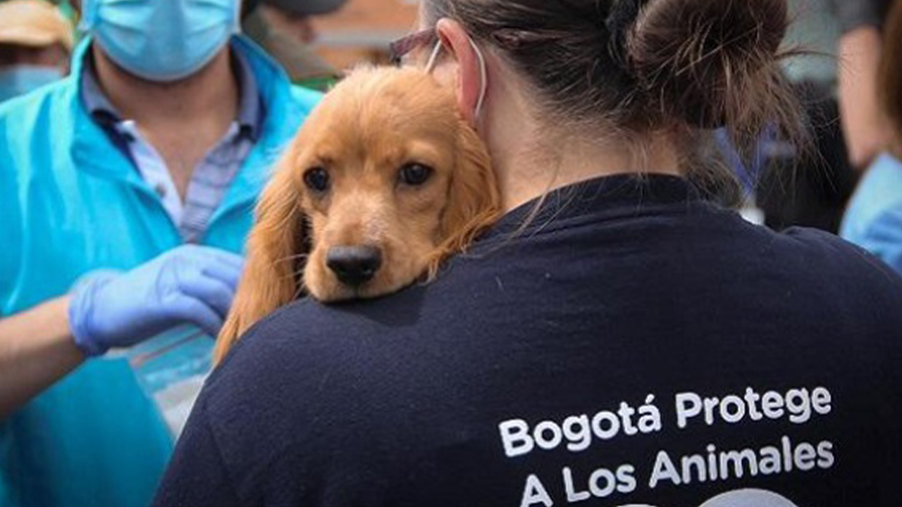 ¡Qué bonito! En Bogotá estudiantes podrán prestar servicio social ...