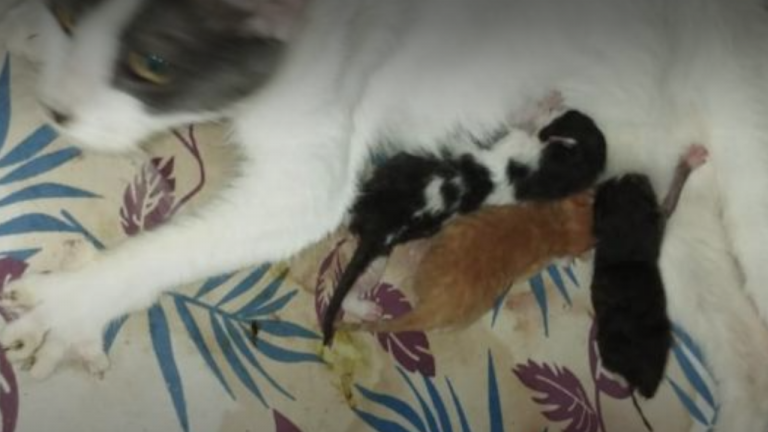 [FOTOS] En Barranquilla nació una gatica con dos cabezas