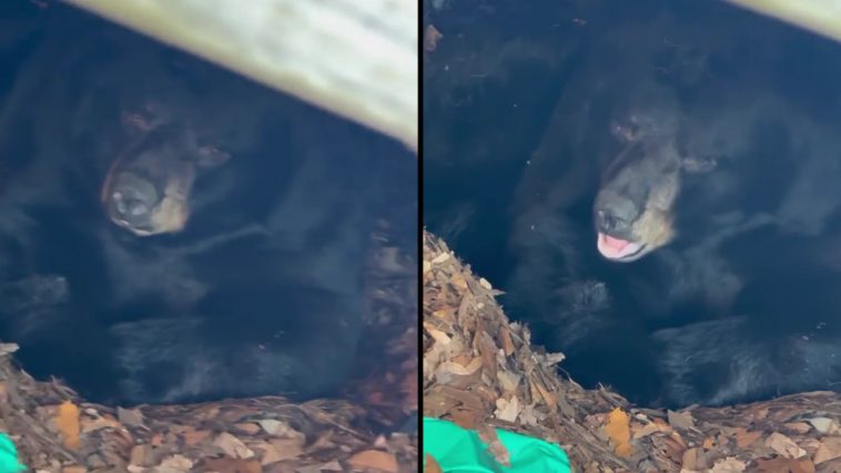 Un oso hibernando en una casa, historia con bello final