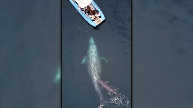 [VIDEO] Viajeros presencian el parto de una ballena