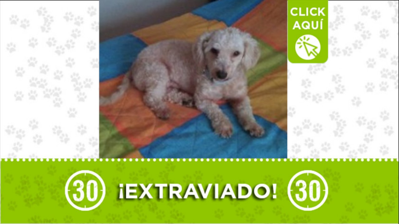 "Copito" se perdió en el municipio de Bello