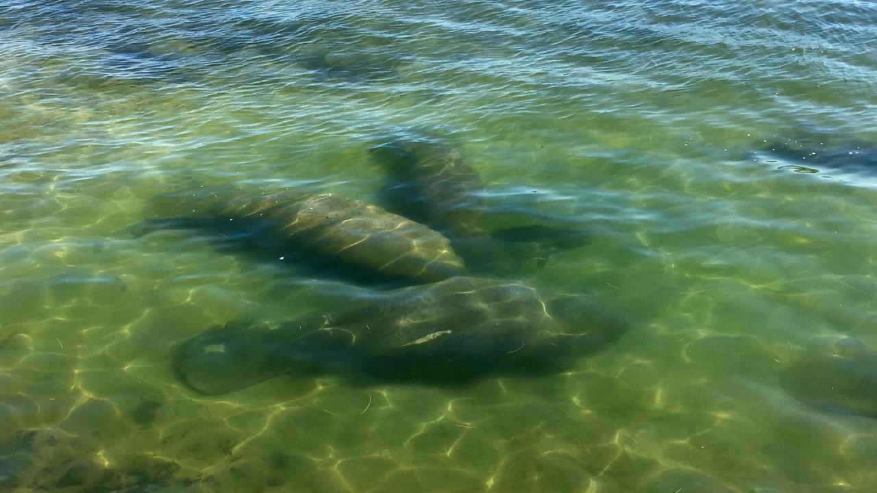 Se Reduce La Mortandad De Manatíes En Florida Tras El Récord De 2021