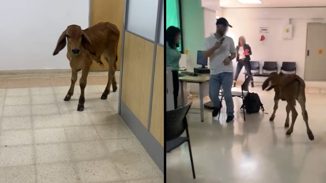 [VIDEO] Un ternerito se metió al 'Poli' en Medellín, lo quieren adoptar ...