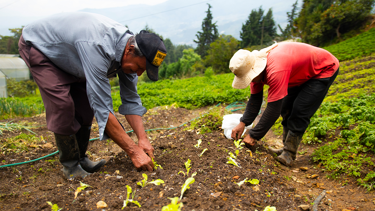 [VIDEO] La estrategia del Distrito Rural Campesino que fortalecerá la ...