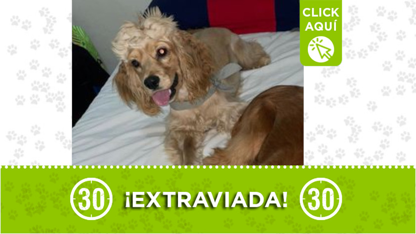 ‘Connie’ se extravió en en el sector Miramar en Robledo