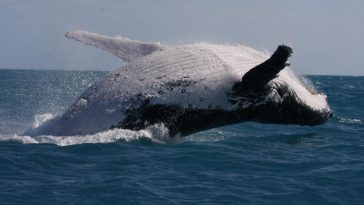 Video. ¡Qué hermosura! Ballena es captada amamantando a su cría en ...