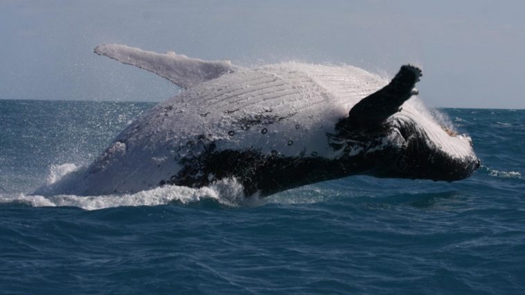 Video. ¡Qué hermosura! Ballena es captada amamantando a su cría en ...