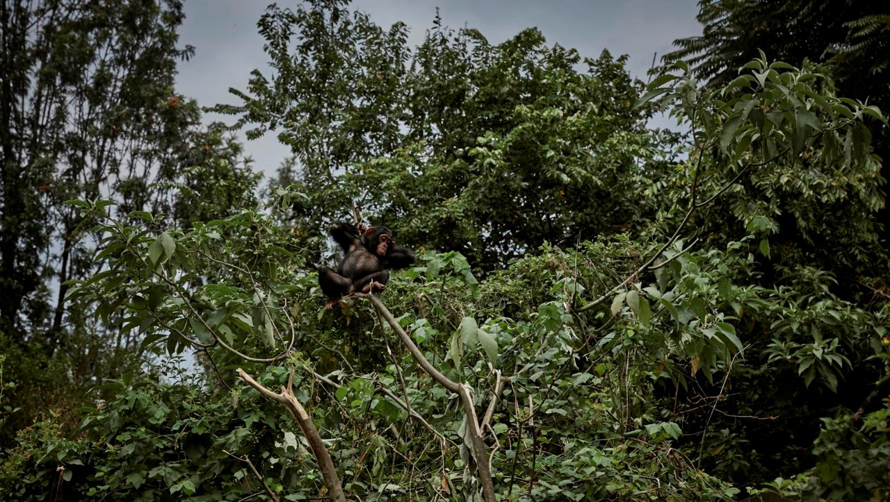 En busca de un plan para conservar bosques tropicales de la cuenca del ...