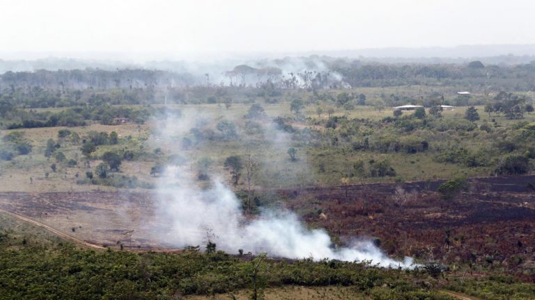 Más de 16.500 hectáreas se han perdido por los incendios forestales en ...