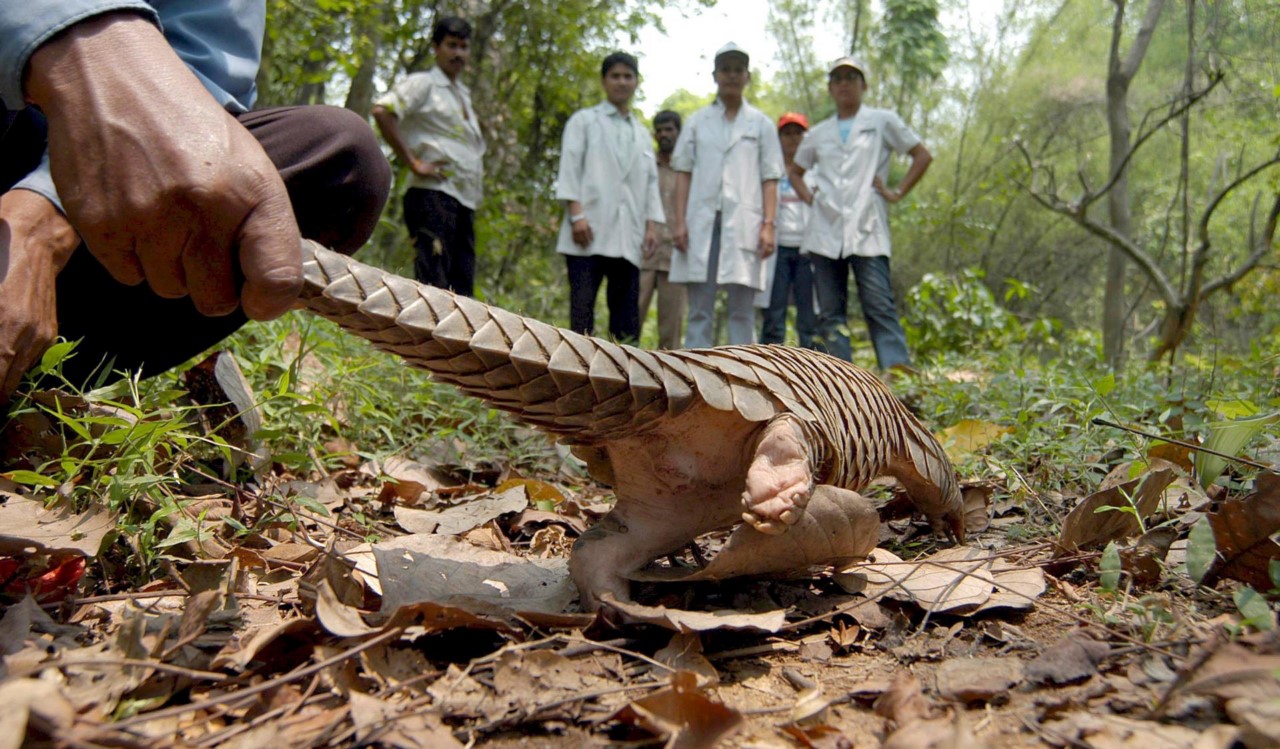 Lanzan un programa para salvar al pangolín, el mamífero más traficado ...