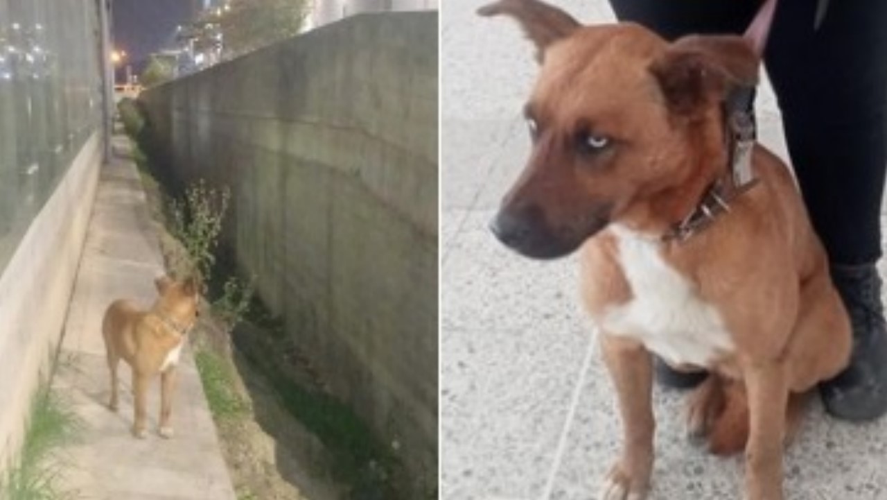 A este perrito lo abandonaron en una zanja en Transmilenio