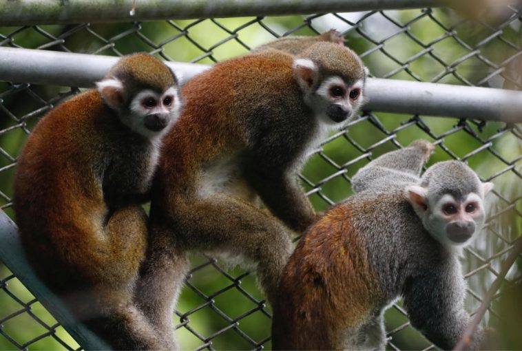 El drama de 108 monos liberados de la crueldad de un laboratorio en ...