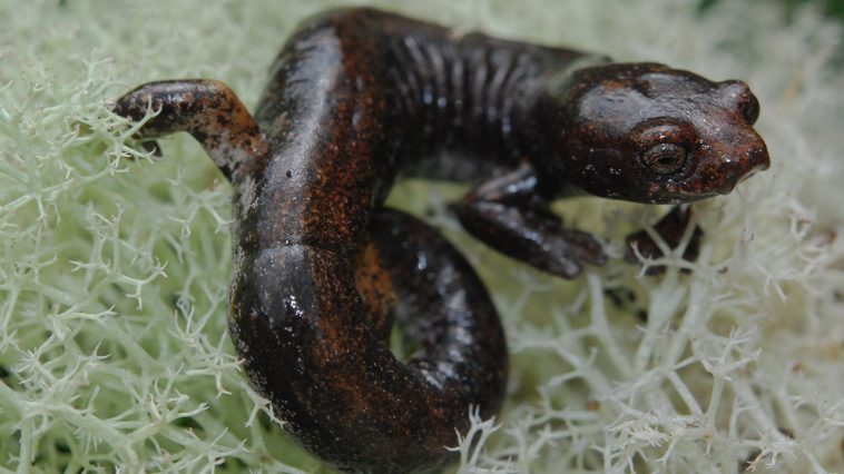 [VIDEO] Encontraron una nueva especie de salamandra en área protegida ...