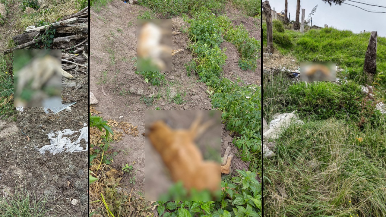¡Terrible! denuncian más de 18 perros muertos en Ciudad Bolívar | Minuto30