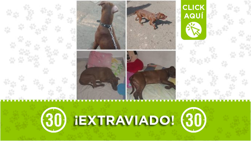 ‘Taizon’ se extravió por la Uva La Esperanza en San Pablo en Medellín