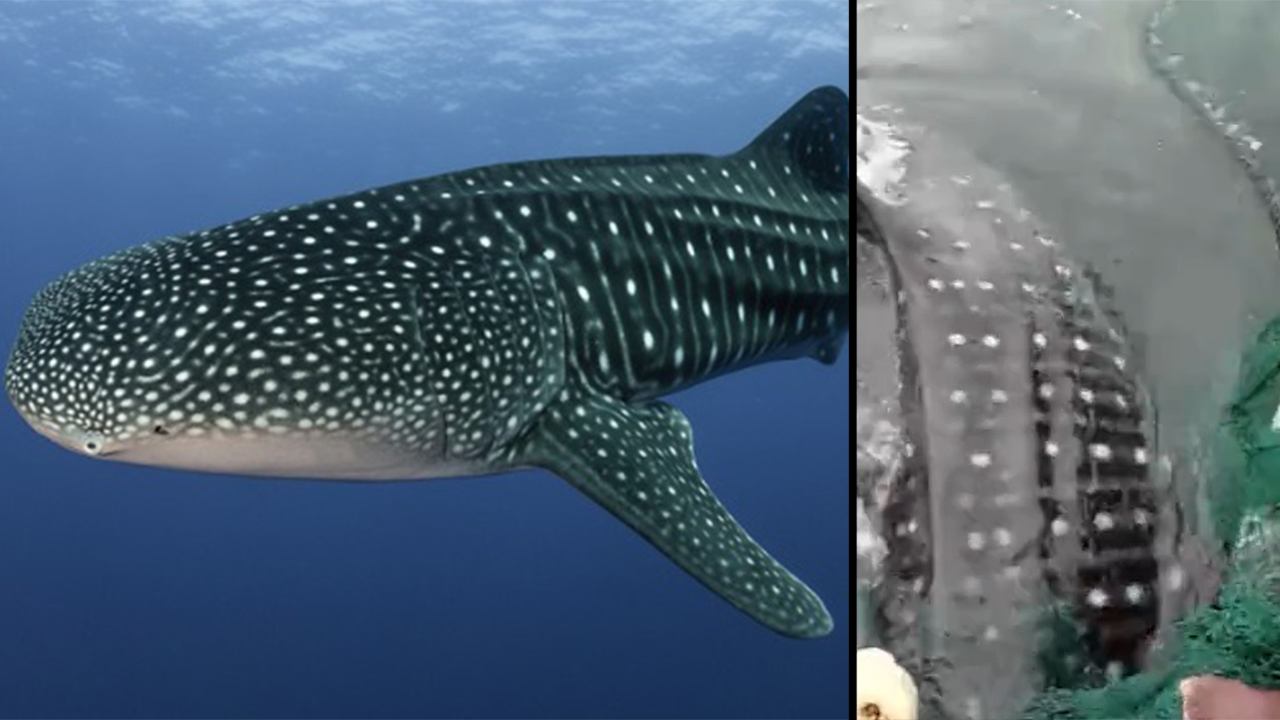 Pescadores liberaron de una red a un tiburón ballena en el pacífico ...