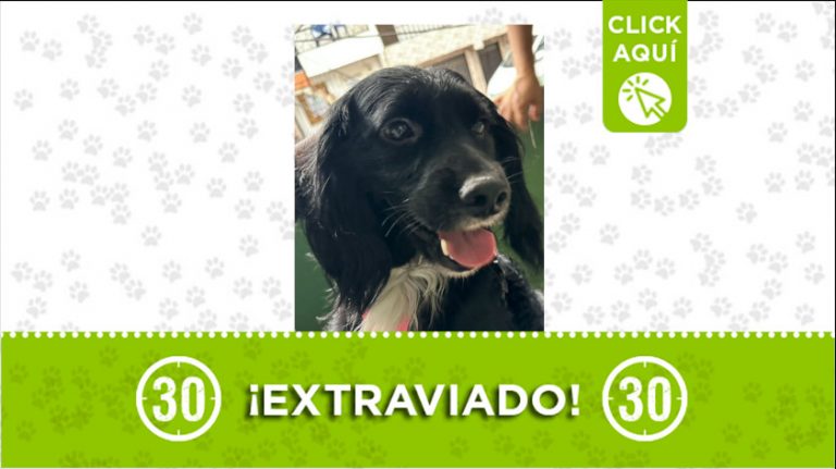 ¿Quién lo ha visto? este perrito llamado “Spike” se perdió