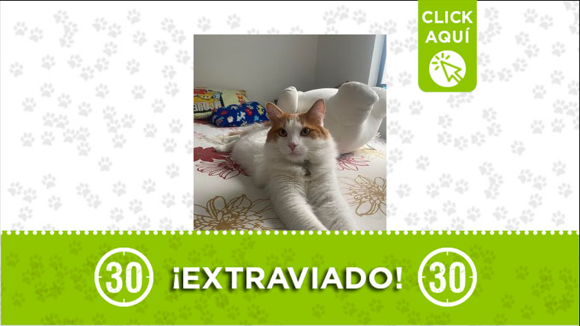 Have you seen the cat «Coco»? – Archyde