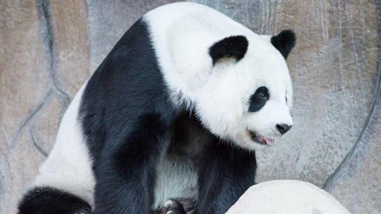 ¡Qué triste! A los 21 años murió Lin Hui, última panda cedido por China ...