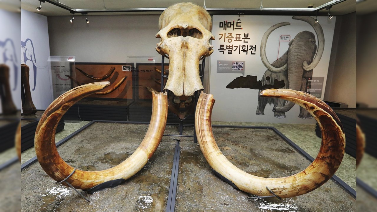 Analizan la evolución del mamut lanudo en sus 700.000 años por Siberia ...