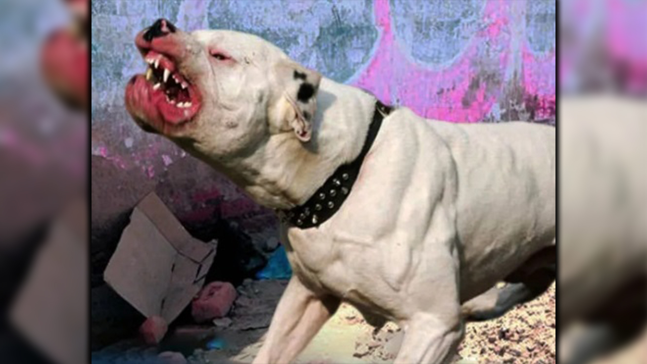 Una abuelita murió tras ser atacada por su perro pitbull, y su esposo falleció al recibir la ...