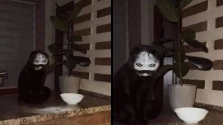 VIDEO. ¿Infarto de risa o del susto? Gato negro con harina en la cara ...