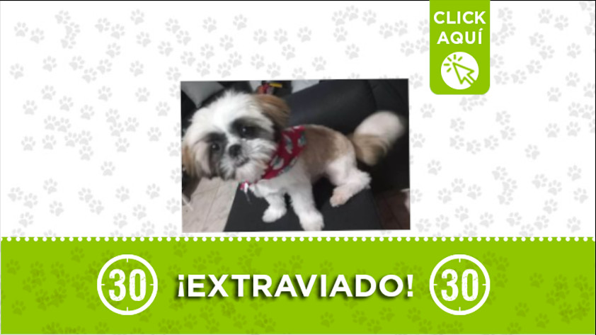 ¿Quién ha visto al perrito “Copito”?